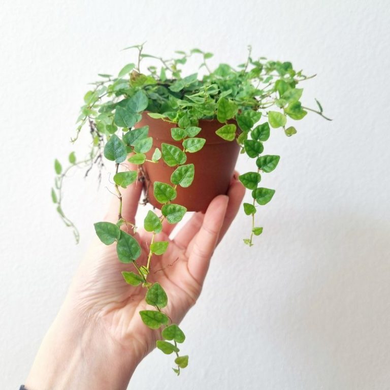 Ficus pumila minima - Tropicarium
